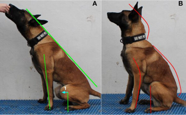 Posture Sit – Apollo Veterinary Physiotherapy & Hydrotherapy